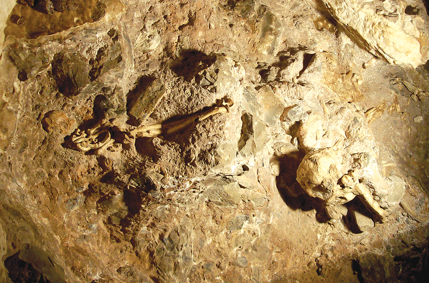 What 'Little Foot' says about our past - Magazine | Campbell University