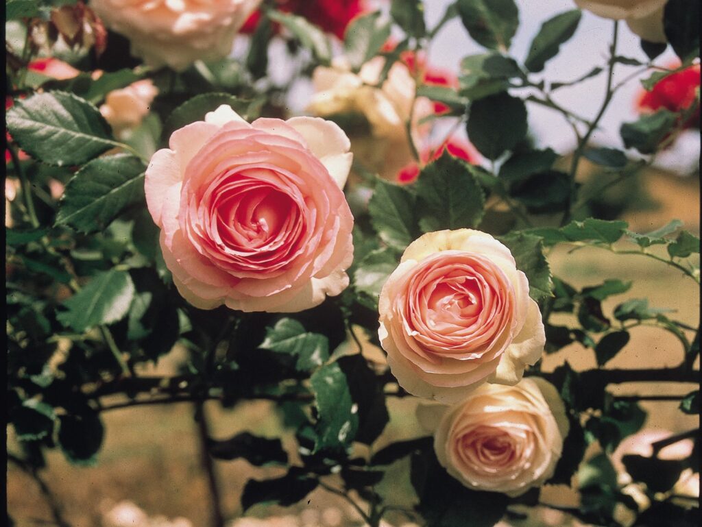 Orange Owned spotlight: Witherspoon Rose Culture - Blogs | Campbell ...