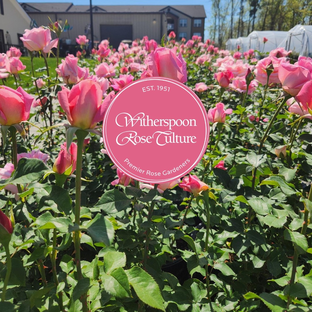 Orange Owned spotlight: Witherspoon Rose Culture - Blogs | Campbell ...